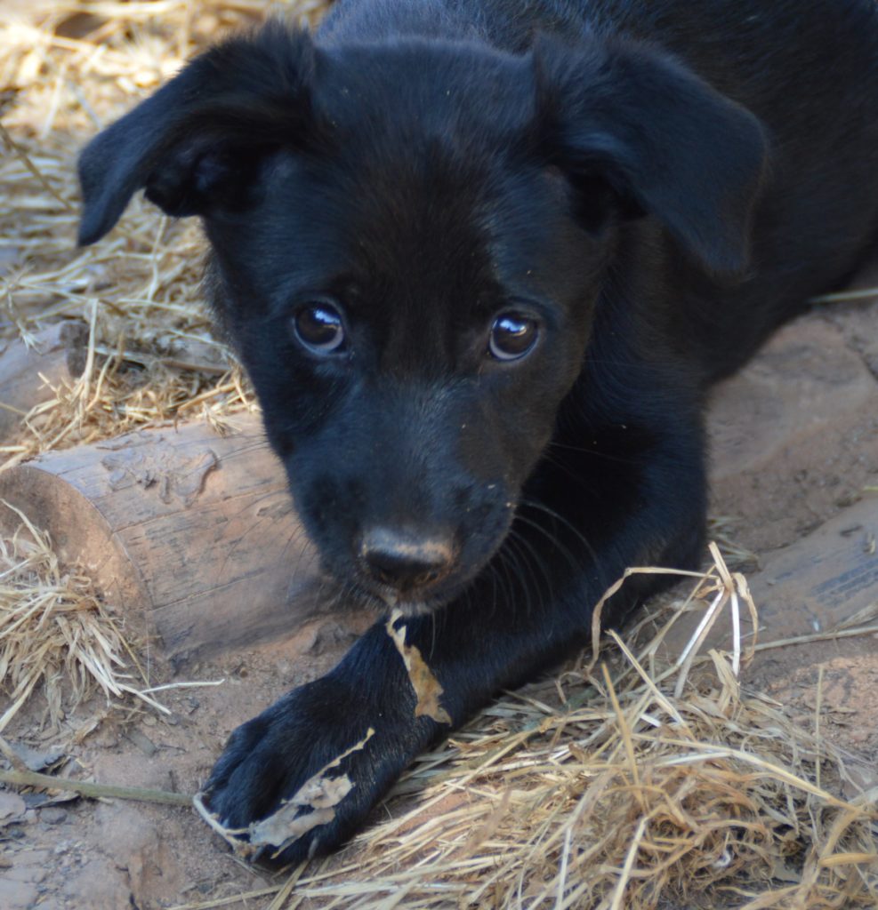 🐕 Shavi - Hunde aus Zentralportugal